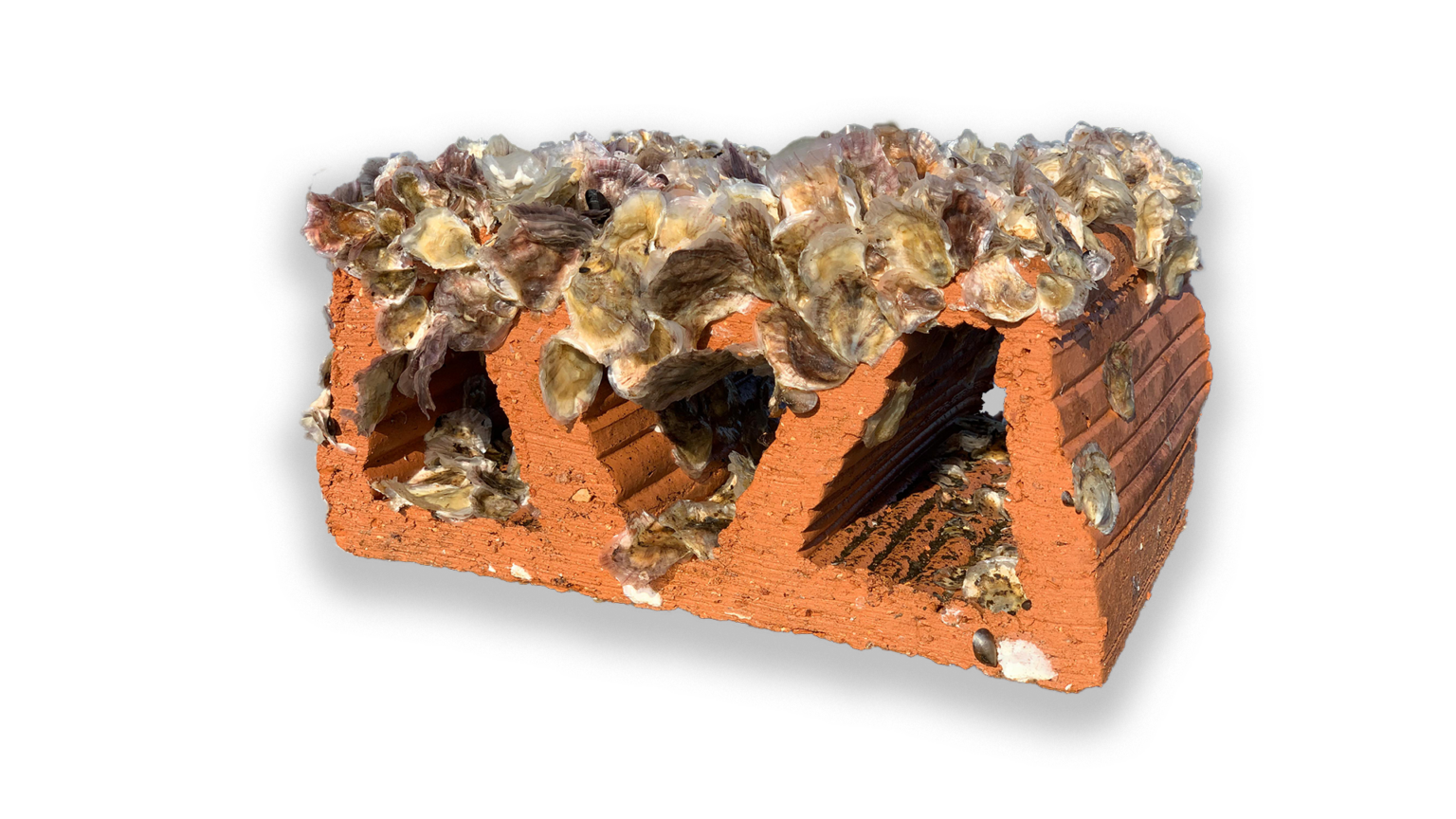 Understanding Eutrophication: What you need to know about this ...